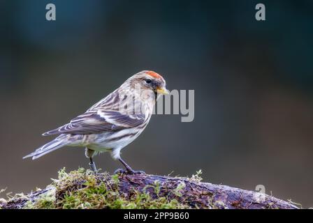 Common Redpoll [ Acanthis flammea ] on mossy branch feeding on Niger ...