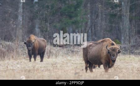 Two European Bison bulls grazing Stock Photo - Alamy
