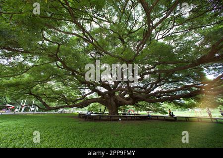 Giant Raintree, Kanchanaburi Thailand Stock Photo - Alamy