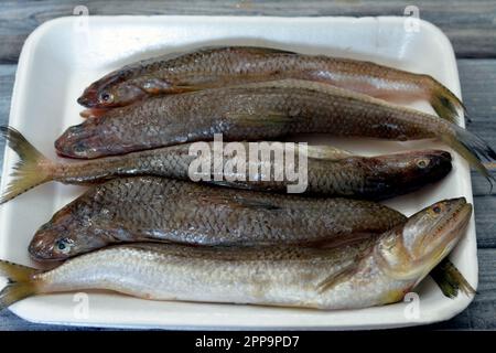 Saurida undosquamis, the brushtooth lizardfish, large-scale grinner or ...