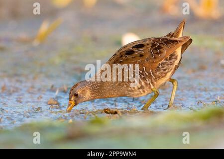 Spotted Crake (Porzana porzana), side view of an individual in a swamp ...