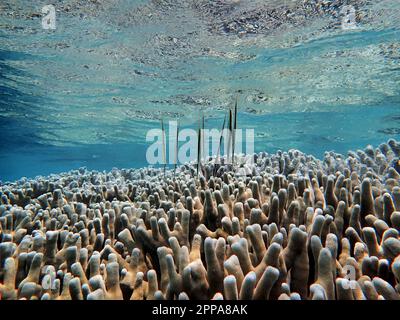 Indonesia Anambas Islands - Shrimpfish - Aeoliscus strigatus ...