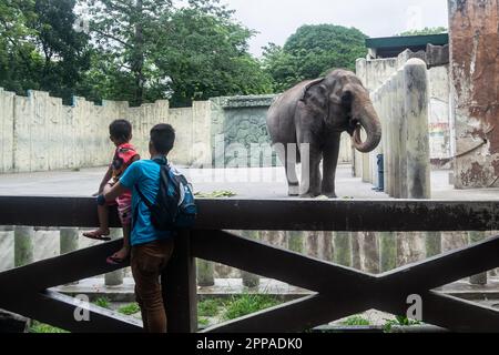Mali is the sole elephant attraction at the Manila Zoo in the ...