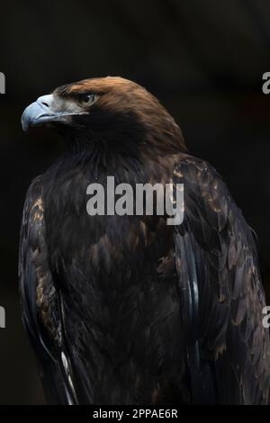 Golden eagle closeup Stock Photo - Alamy