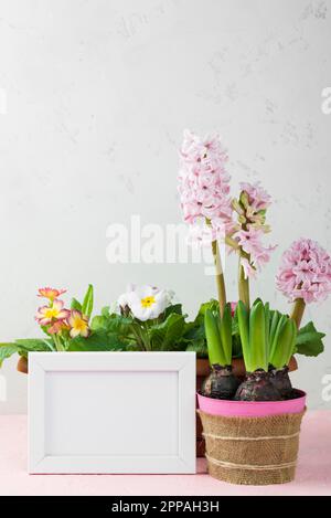 Frame with flower pot hyacinth Stock Photo - Alamy