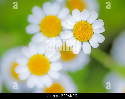 Macro of daisy flower blossoms Stock Photo - Alamy