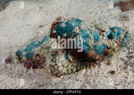 Juvenile false stonefish (Scorpaenopsis diabolus), Dive Site House Reef ...