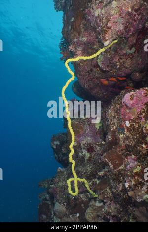 Twisted wire coral (Cirrhipathes spiralis), Abu Dabab reef dive site ...