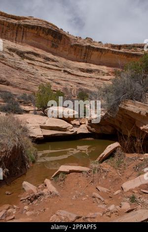 A seasonal pool in Bullet Canyon: Cedar Mesa area of Utah Stock Photo ...