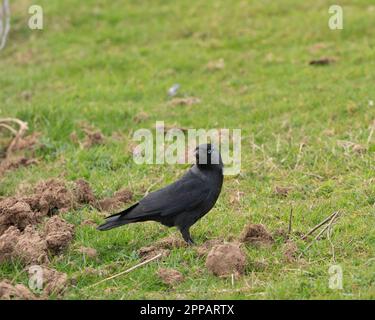 Jackdaw - Corvus Monedula looking at the camera Stock Photo - Alamy