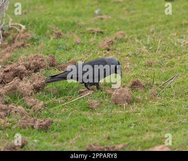 Adult Male Jackdaw, Corvus monedula, balancing on the feeder and eating ...