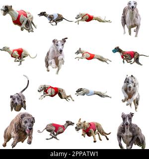 Whippet sprinter dog collage running catching hunting straight on ...