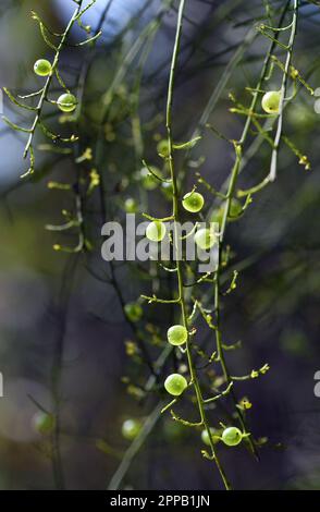 Small bush tucker edible green fruits of the Australian native Sour ...