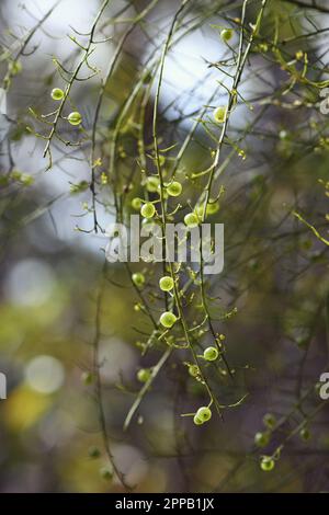 Small bush tucker edible green fruits of the Australian native Sour ...