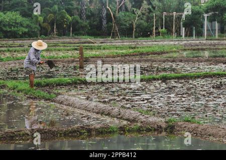 Farmers are digging the soil in preparation for planting Stock Photo ...