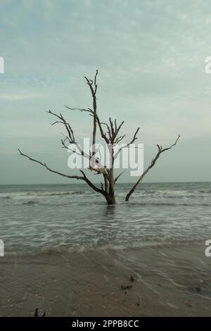 Twisted dead trees at Driftwood Beach in South Carolina under a dull ...