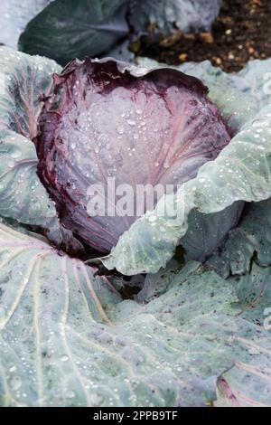 Heads of red cabbage (Brassica oleracea) for sale at a farmer's market ...