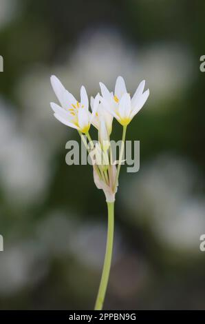 False Garlic, Nothoscordum bivalve Stock Photo - Alamy