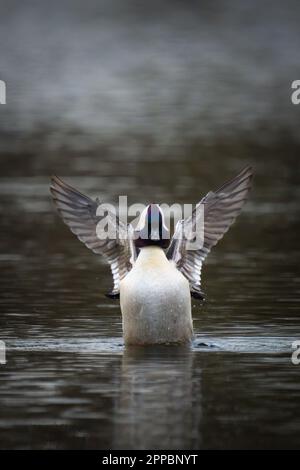 male bufflehead duck stretching it wings on a calm lake Stock Photo - Alamy