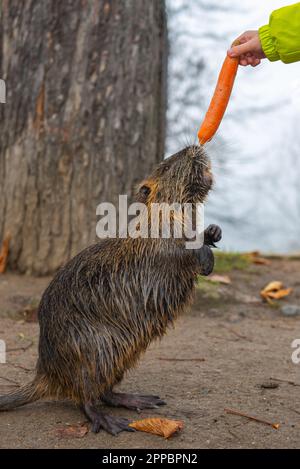 An adult beaver eating a carrot Stock Photo - Alamy