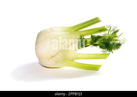 Fennel root with shoots on a white background Stock Photo - Alamy