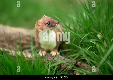 Stoat in Springtime, Scientific name: Mustela erminea, facing front and ...