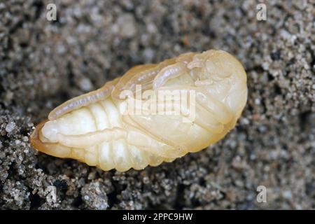 Garden Chafer Phyllopertha horticola. Developmental stage pupa, pupae ...