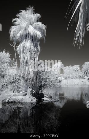 Mysterious and alien appearing palm tree tropical lagoon Stock Photo ...