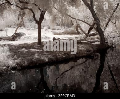 Mysterious and alien appearing palm tree tropical lagoon Stock Photo ...