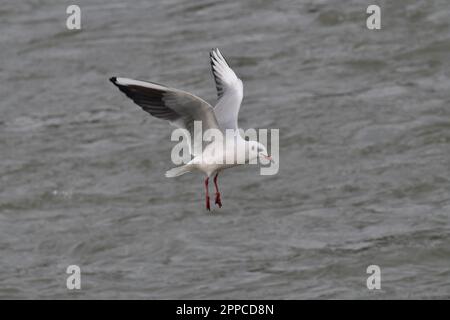 A gull flies over the waters of the river Stock Photo - Alamy