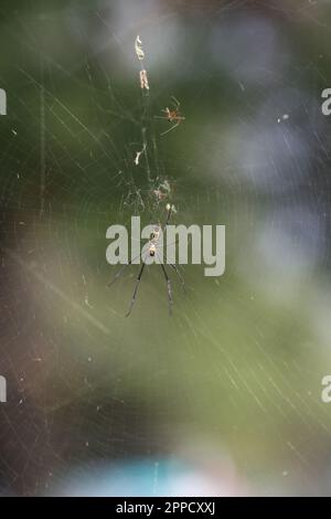 Spider is the general name given to members of the order Araneae of the ...