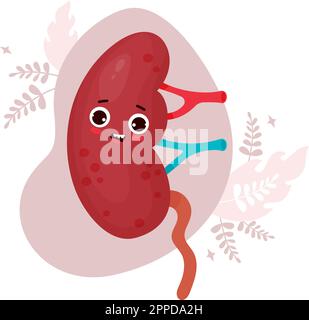 Urinary system anatomy. Close-up of human Kidneys with Urinary bladder ...