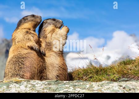 Two alpine marmots (Marmota marmota) feeding outdoors Stock Photo - Alamy
