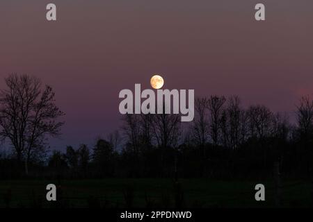 A yellow moon rises over bush on a gorgeous evening in Prince Edward ...