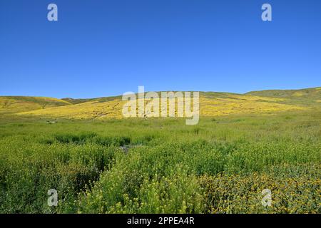 California Super Bloom Wildflower - Carrizo Plain Stock Photo - Alamy