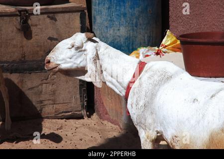 Goat in the vintage street of Saint-Louis, Senegal, West Africa Stock ...