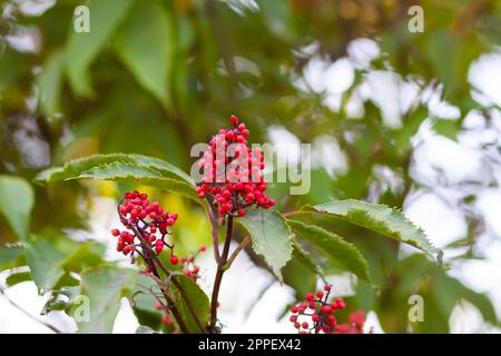Bush of red elderberry plant. Sambucus racemosa Stock Photo - Alamy