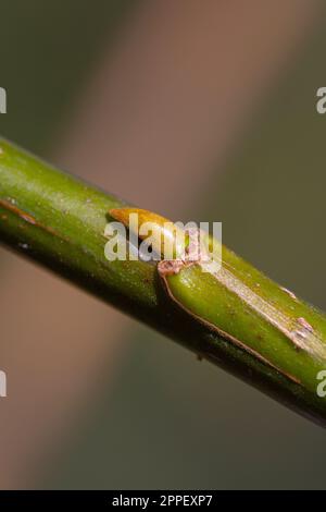 Salix fragilis bud Stock Photo - Alamy