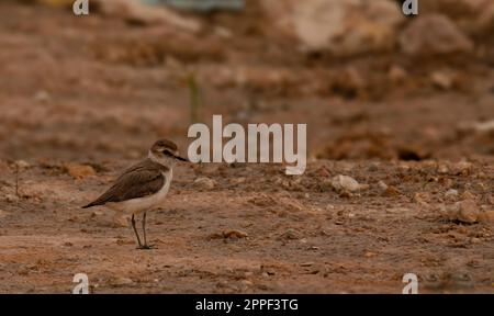 isolated small beautiful bird (kentish plover)sit in the desert river ...