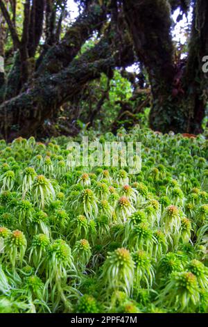 Close-up of green liverworts growing on the ground cloud forest in the ...