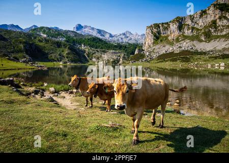 Cows in the Picos de Europa, Asturias. Farm land at the mountains, a ...