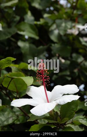 Flowers of the Hibiscus arnottianus (Hawaiian White Hibiscus) or ...