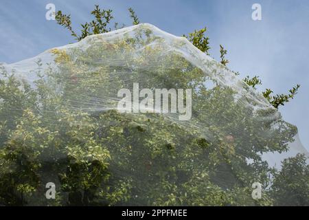 Green tree with fruits protected with thin plastic mesh against pecking ...