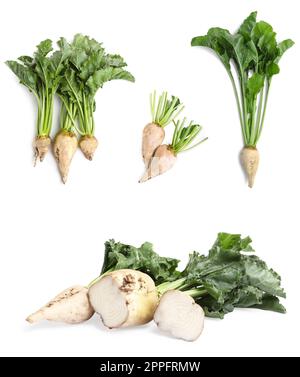 Set with whole and cut sugar beets on white background. Banner design ...
