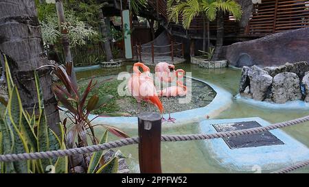 Pink flamingo birds in Costa Maya, Mexico Stock Photo - Alamy