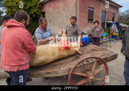 Butcher killed pig Stock Photo - Alamy