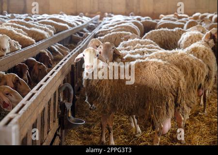Flock of sheep in stable Stock Photo - Alamy