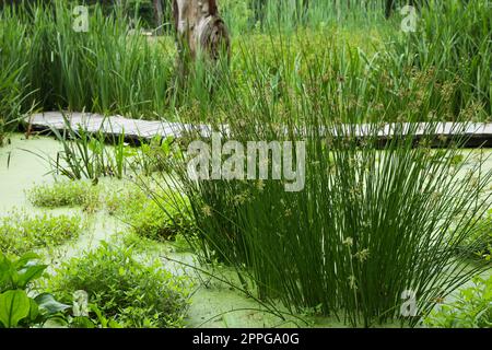 Beautiful view green swamp with different wild plants Stock Photo - Alamy