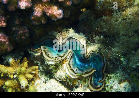 giant clams from red sea as nice animal Stock Photo - Alamy