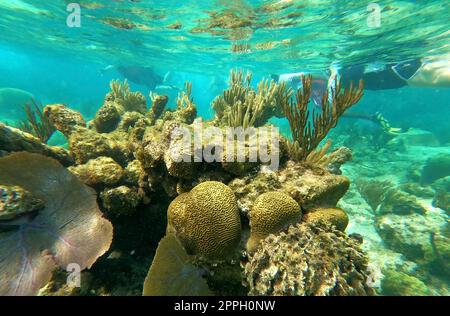 Group of people snorkeling near sunken ship under the sea. Beautifiul ...